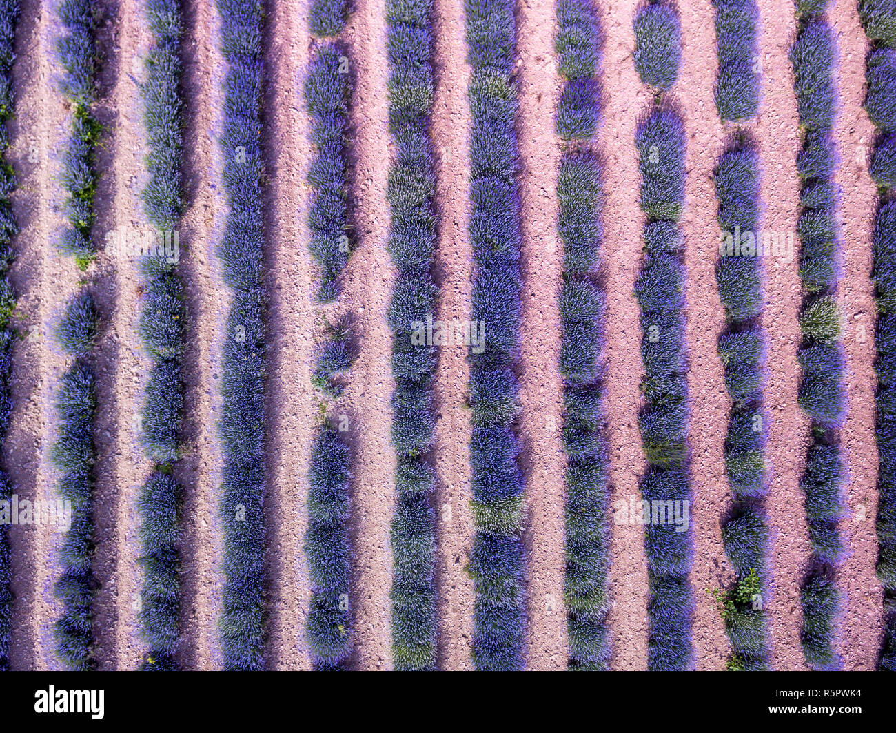 Lavender color patterns hi-res stock photography and images - Alamy