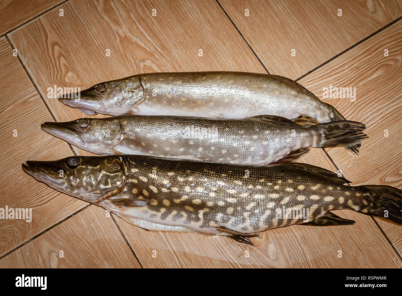 Freshly caught fish pike lying on the floor Stock Photo - Alamy