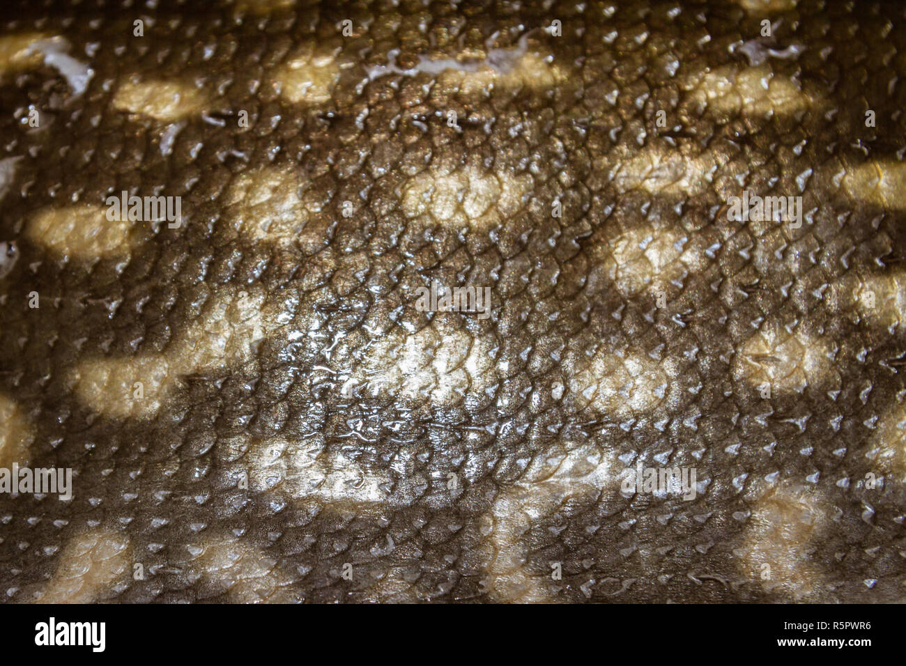 Skin with a bowl of freshly caught pike fish Stock Photo - Alamy