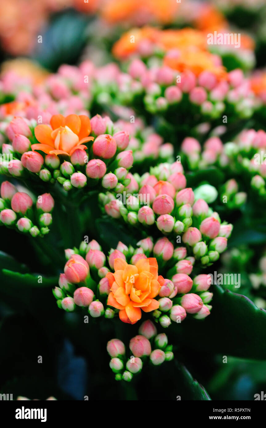 Kalanchoes in a garden centre Stock Photo - Alamy