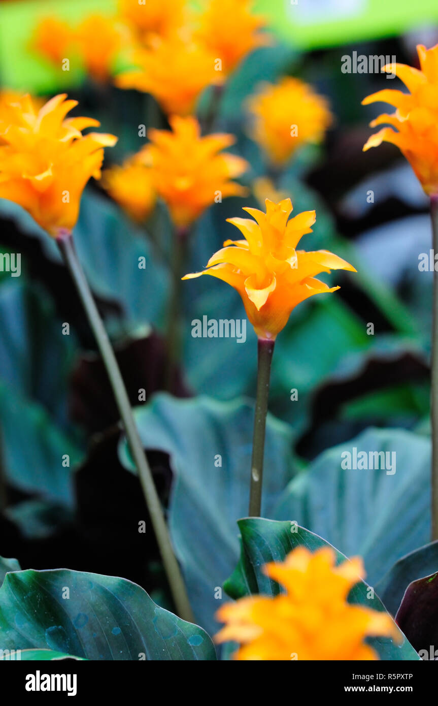 Calathea houseplant hi-res stock photography and images - Alamy