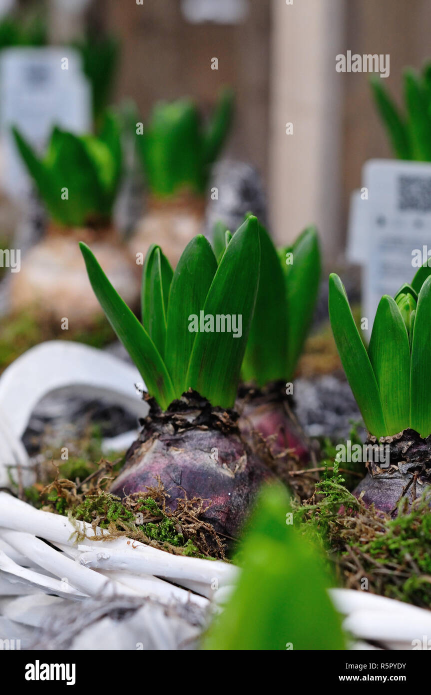 Plants bulbs in a garden centre Stock Photo - Alamy