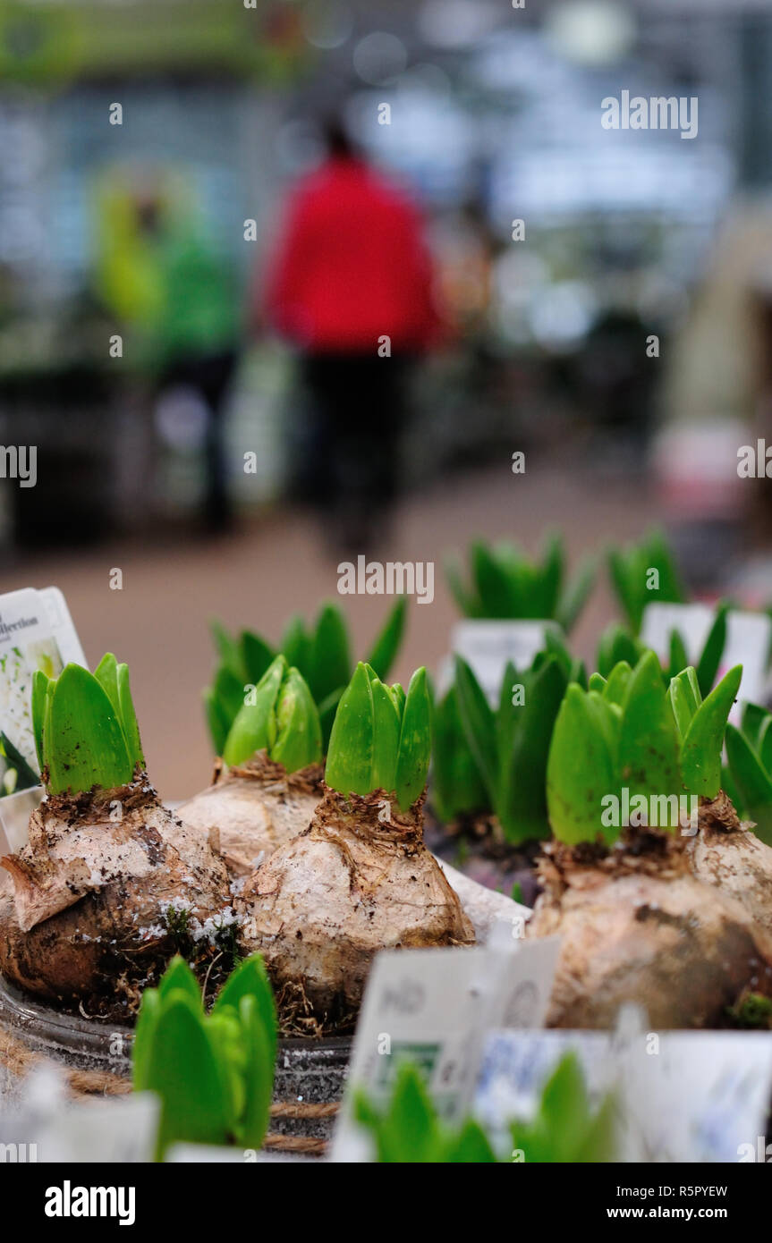 Plants bulbs in a garden centre Stock Photo - Alamy