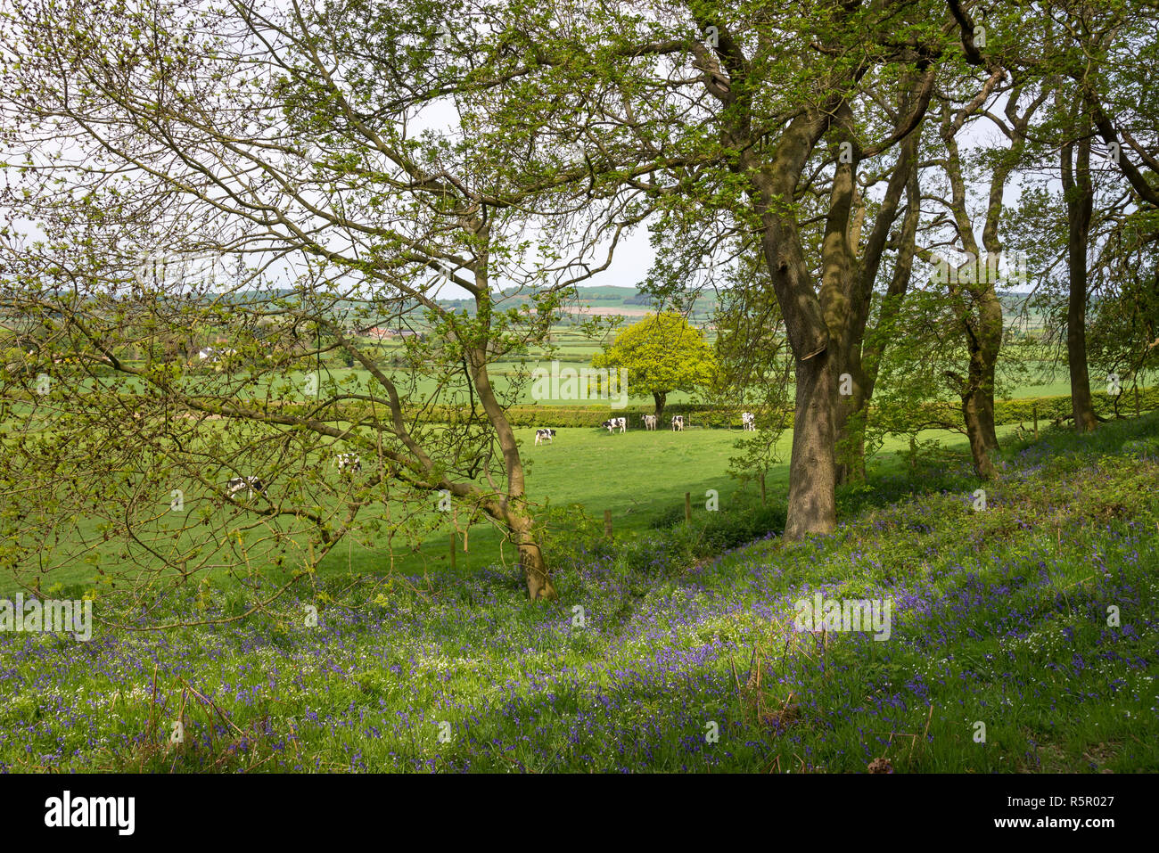 Cows grazing lush spring grass at Newton under Roseberry, North ...