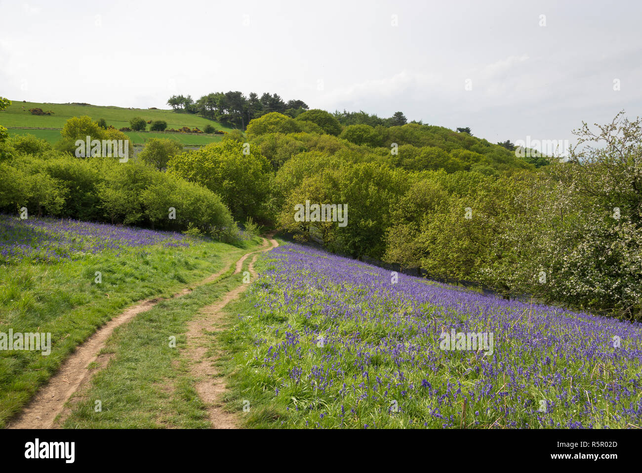 Path through a mass of bluebells at Roseberry Topping, England Stock ...