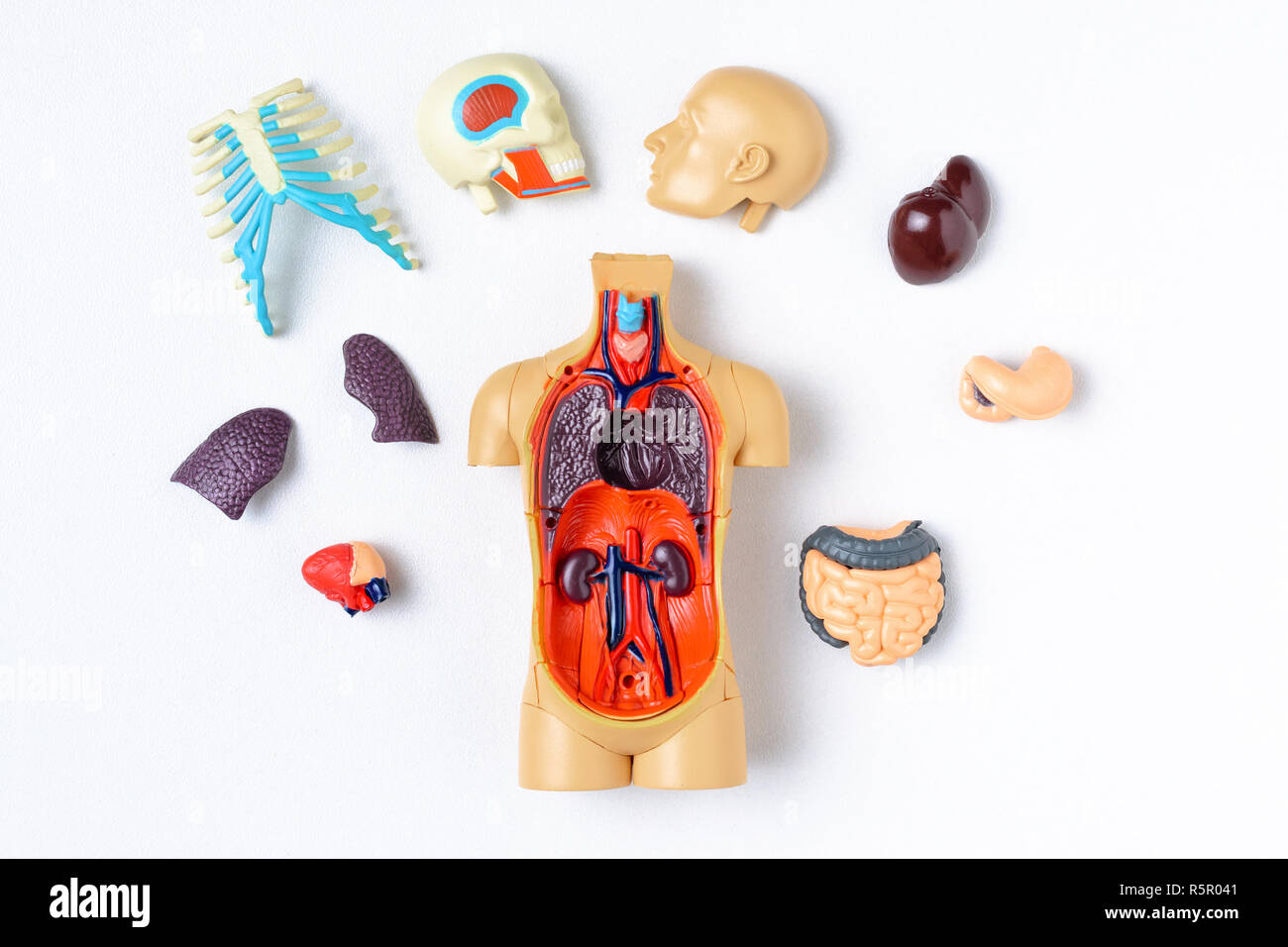 Plastic man dummy with internal organs on white background. Teaching ...
