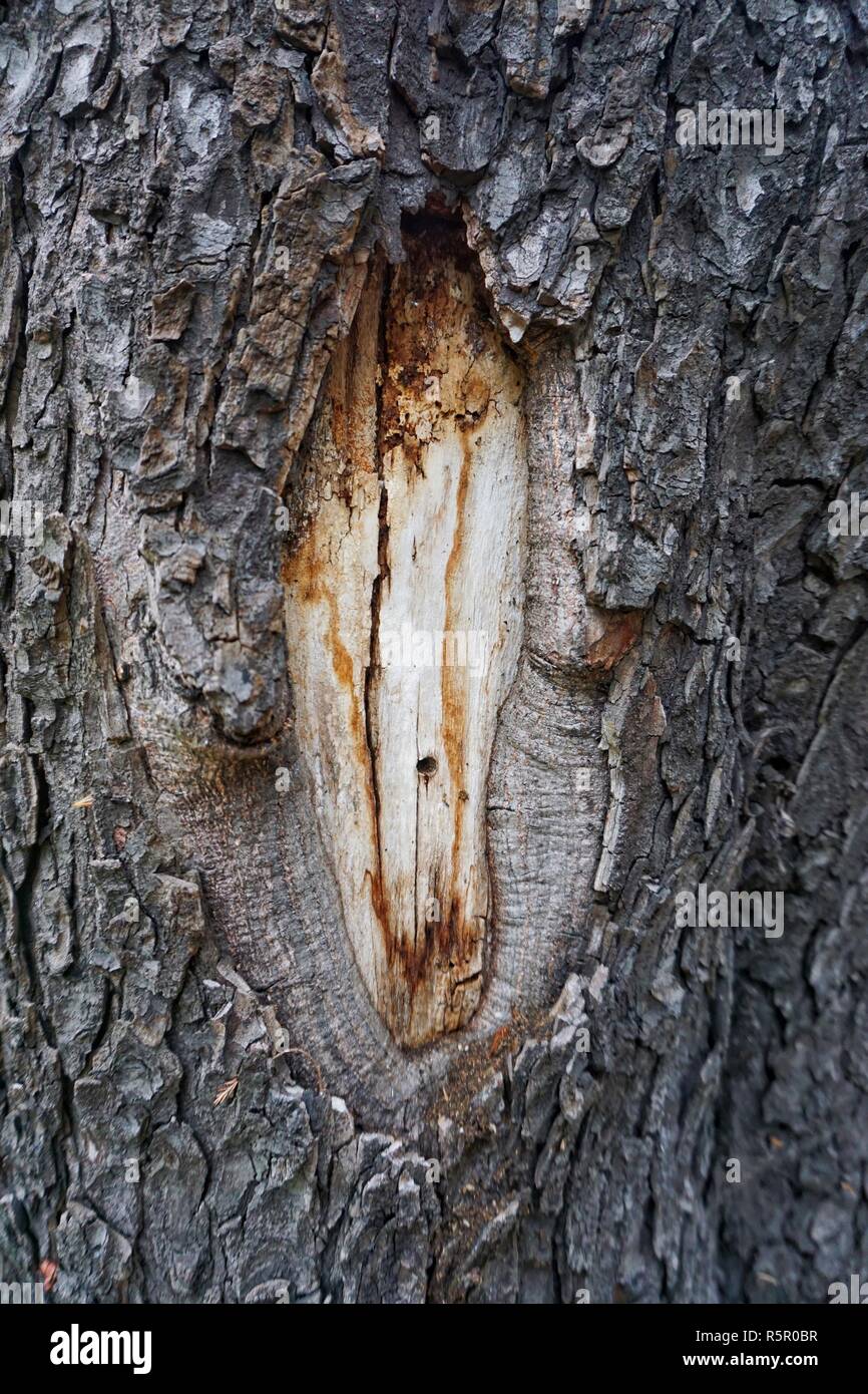 the tree trunk texture Stock Photo - Alamy