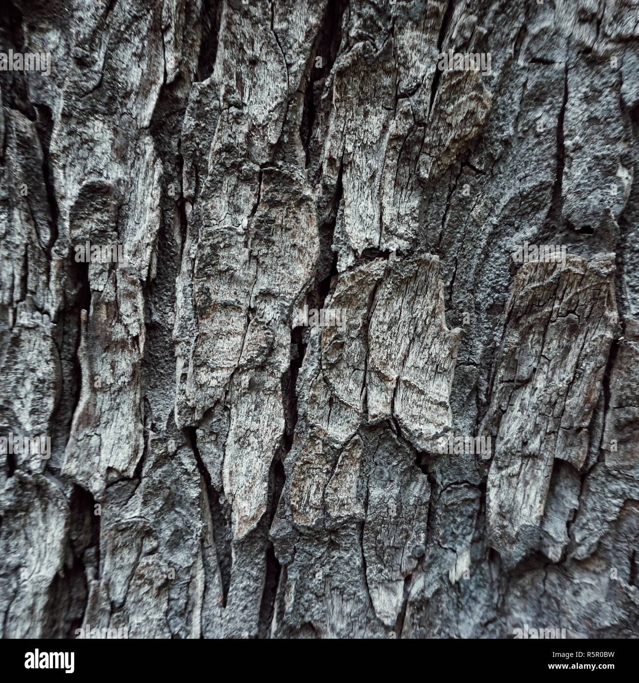 the tree trunk texture Stock Photo - Alamy