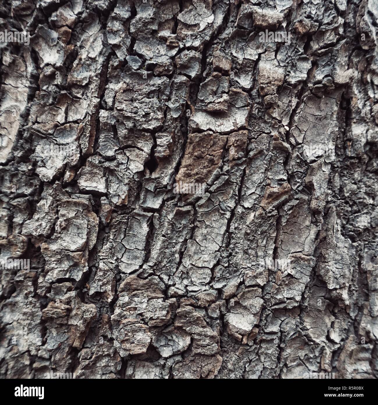 the tree trunk texture Stock Photo - Alamy