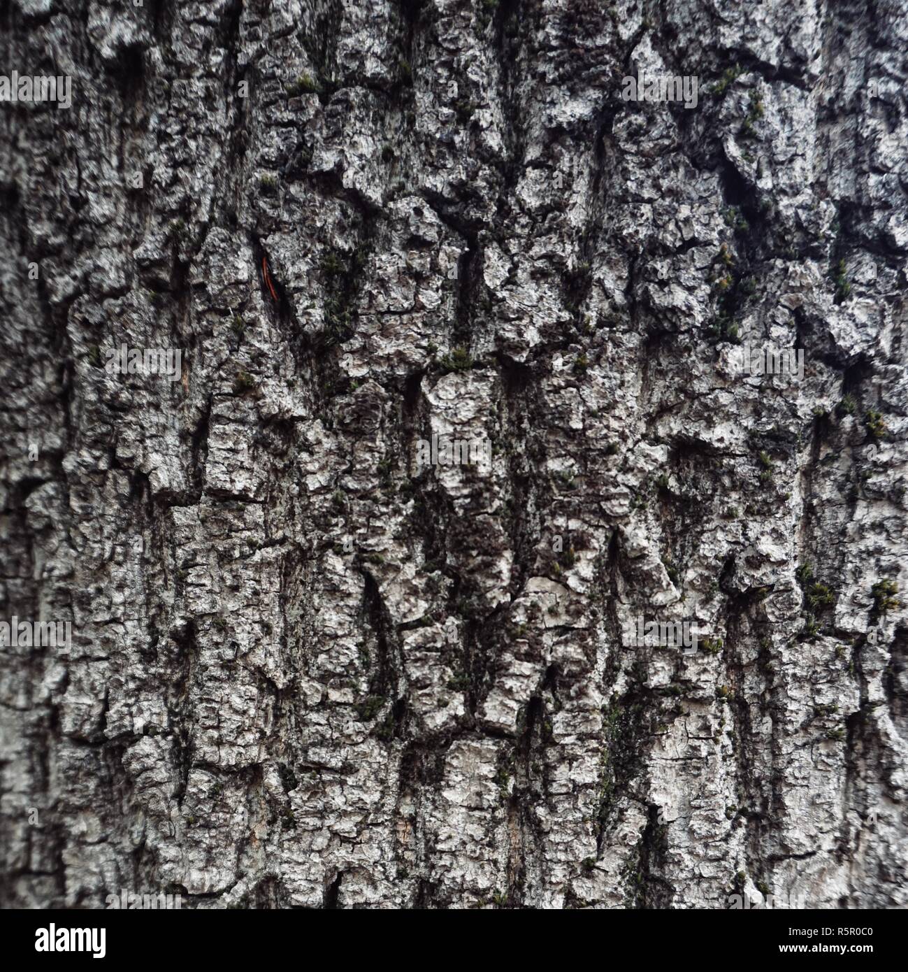 the tree trunk texture Stock Photo - Alamy