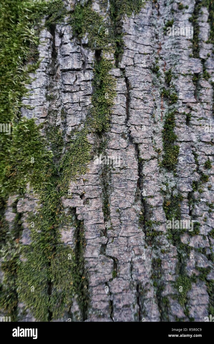 the tree trunk texture Stock Photo - Alamy