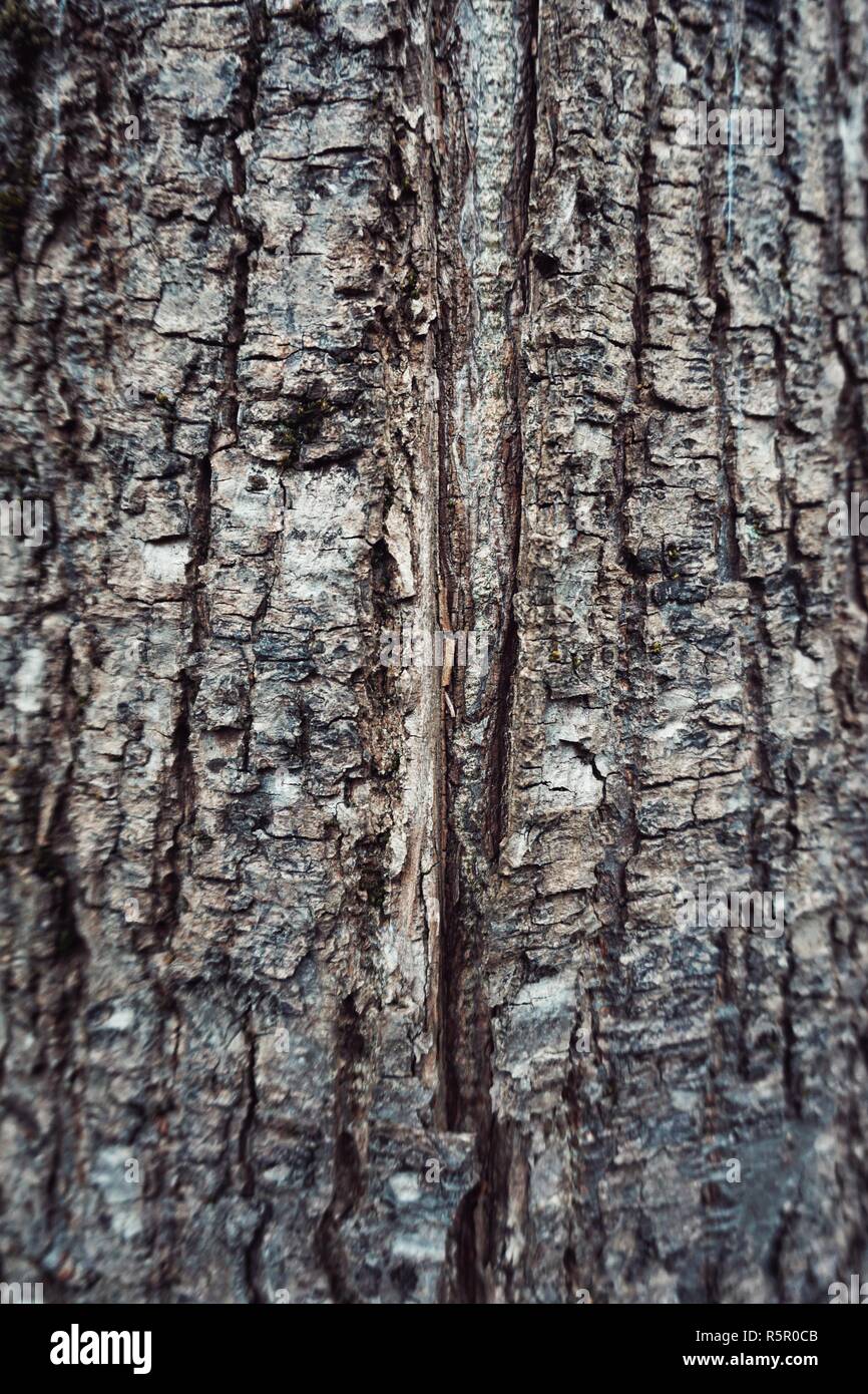 the tree trunk texture Stock Photo - Alamy