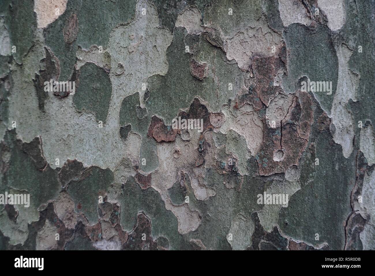 the tree trunk texture Stock Photo - Alamy
