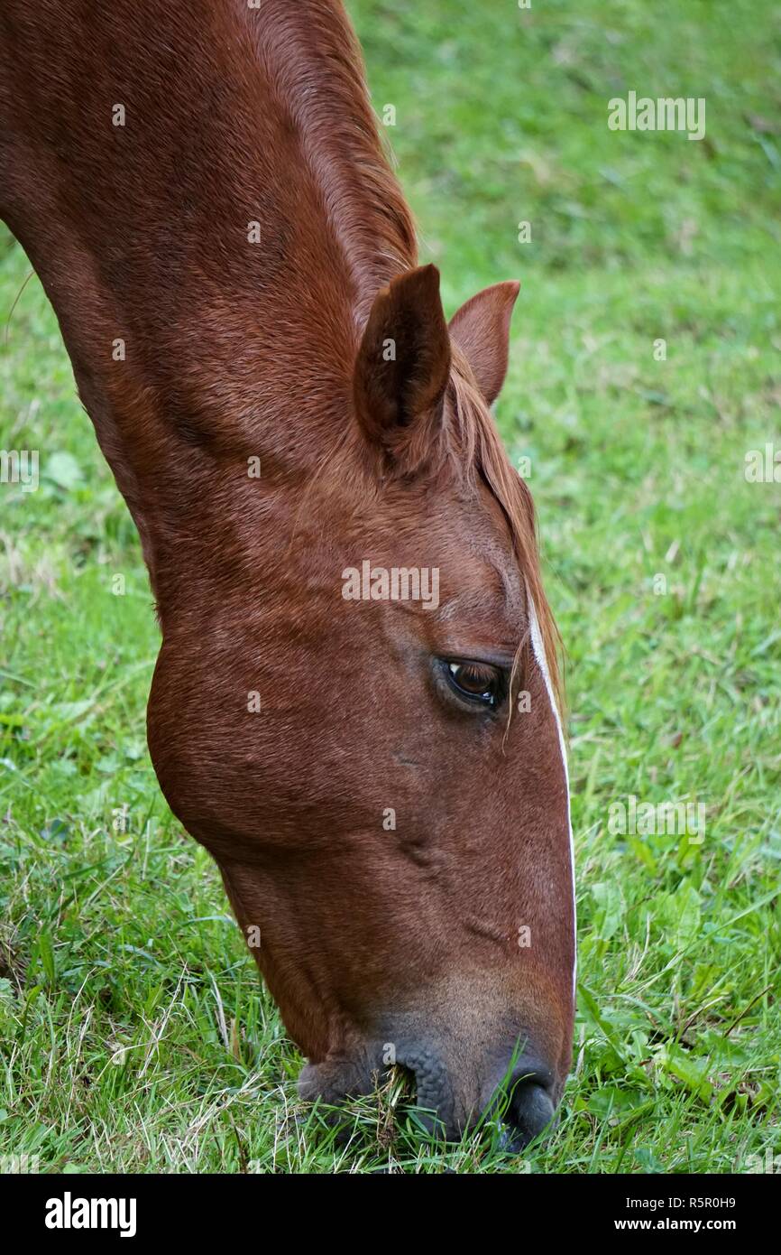 the brown horse portrait Stock Photo - Alamy