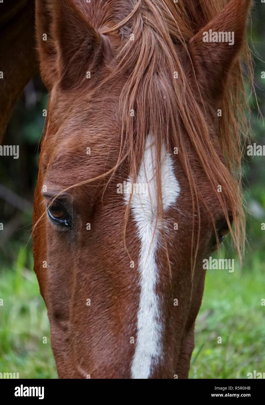 the brown horse portrait Stock Photo - Alamy