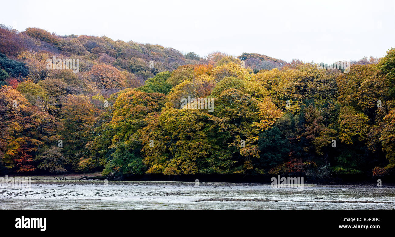 Autumn trees, Devoran, Cornwall, England, UK Stock Photo - Alamy