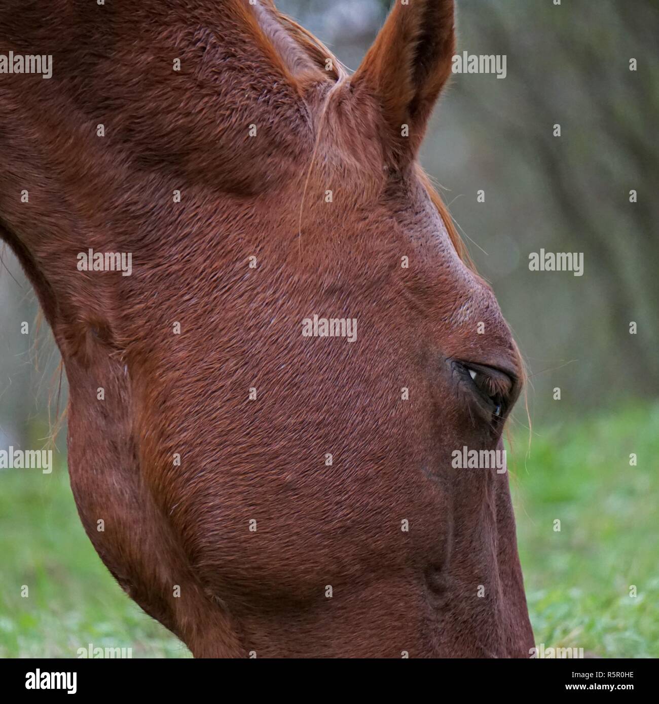 the brown horse portrait Stock Photo - Alamy