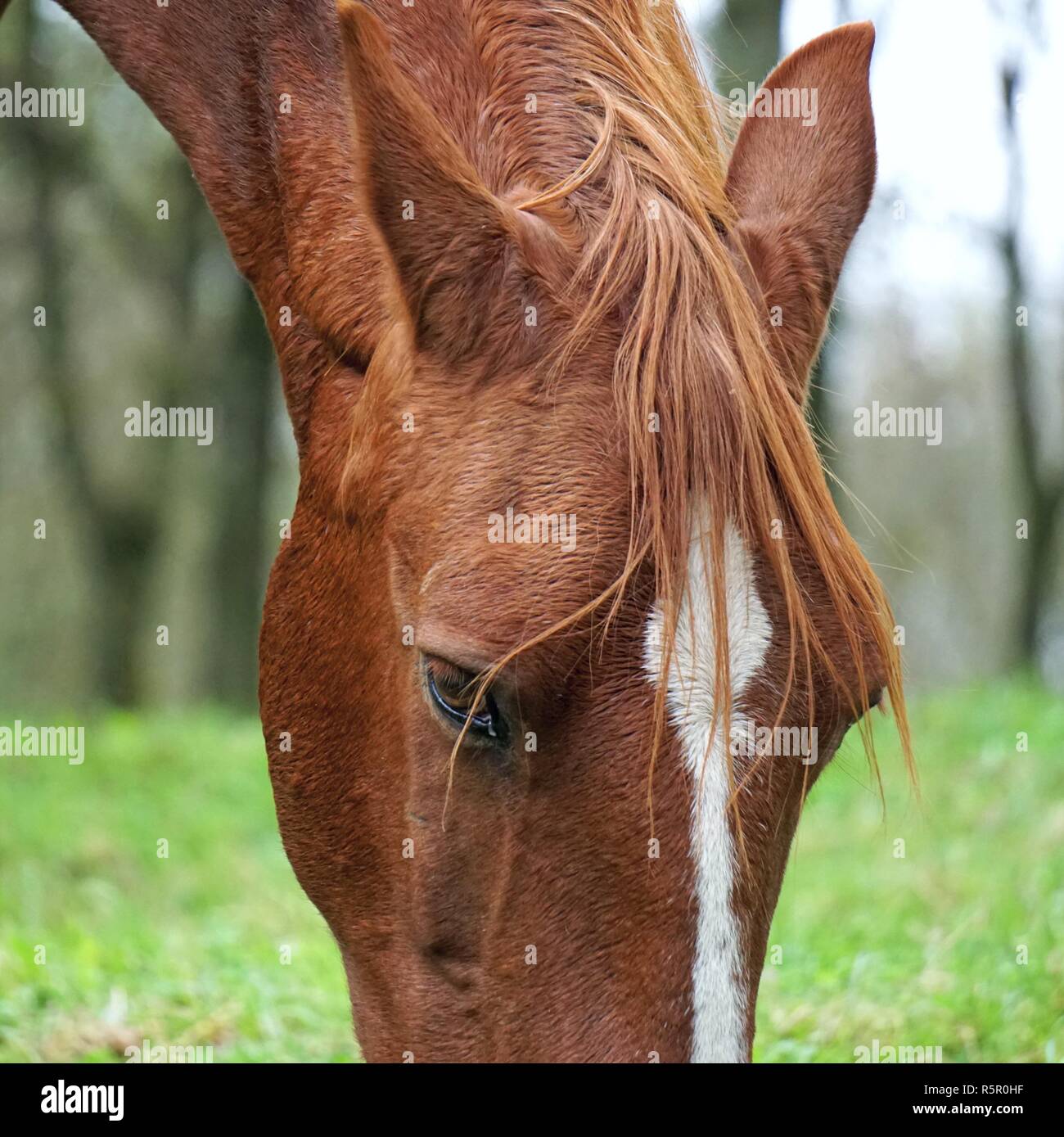 the brown horse portrait Stock Photo - Alamy