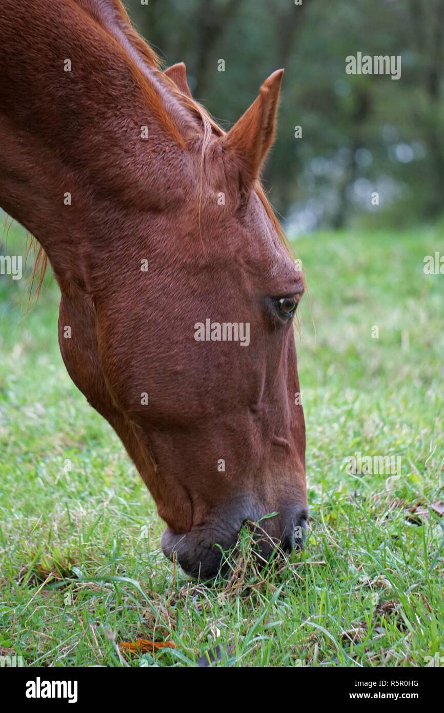 the brown horse portrait Stock Photo - Alamy