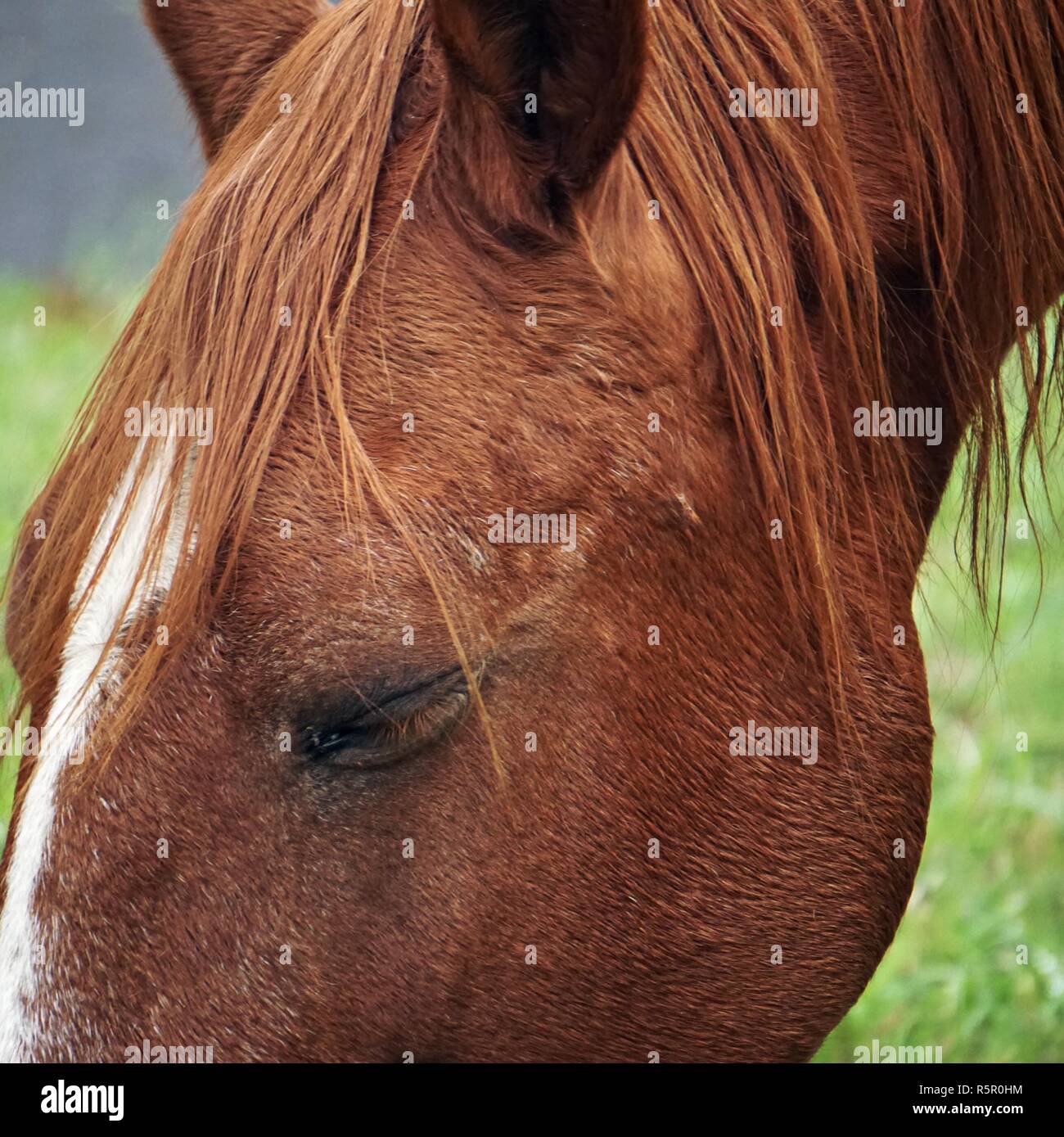 the brown horse portrait Stock Photo - Alamy