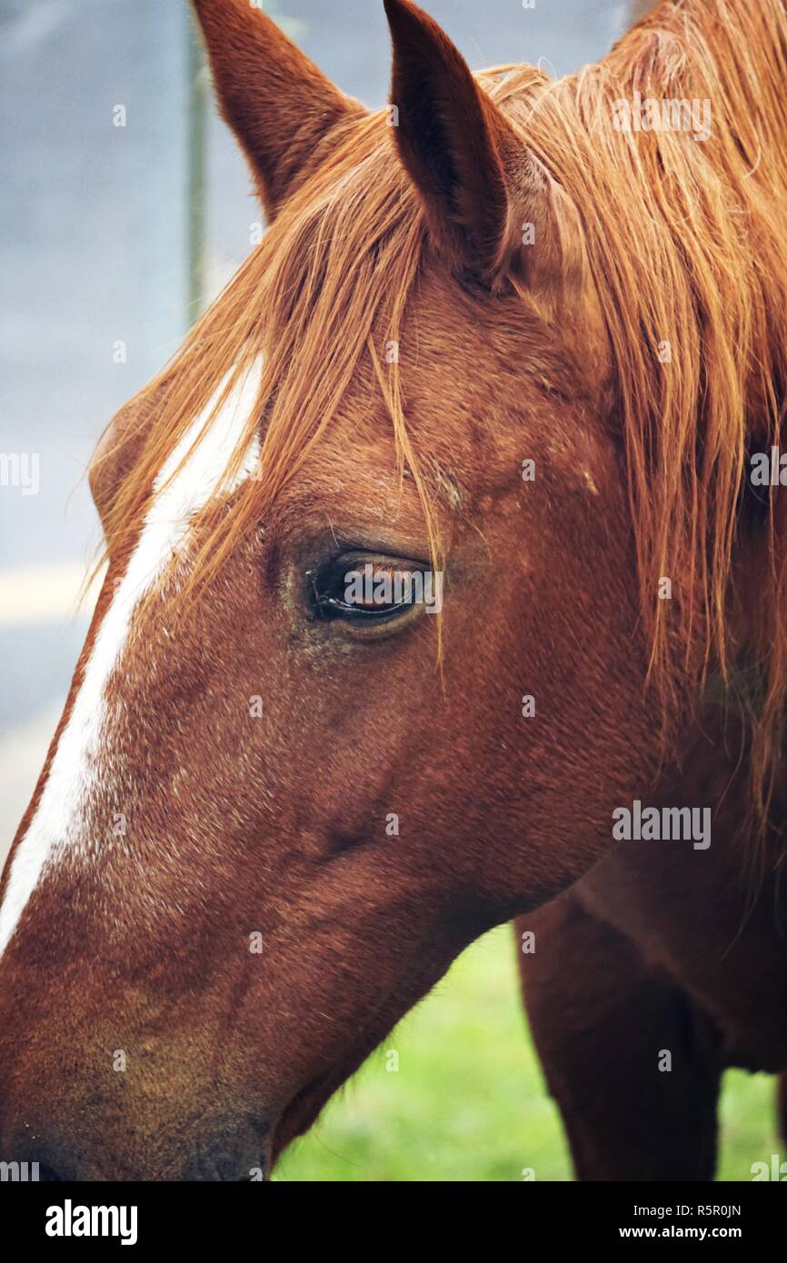 the brown horse portrait Stock Photo - Alamy