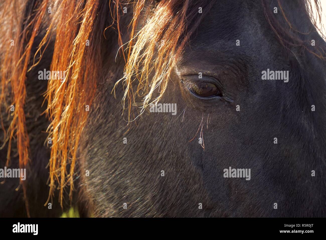 the brown horse portrait Stock Photo - Alamy