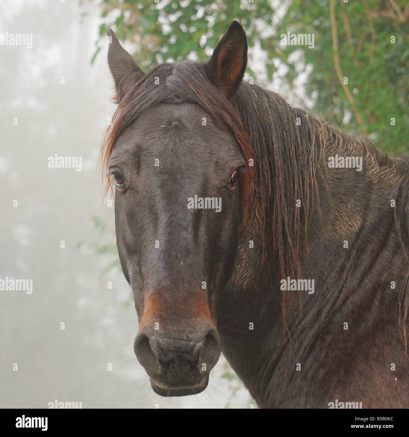 the brown horse portrait Stock Photo - Alamy