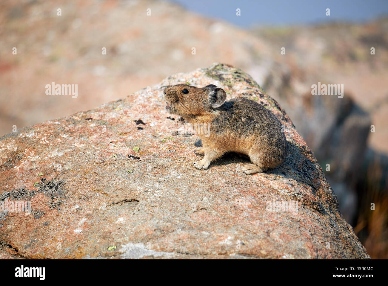 Pika alberta hi-res stock photography and images - Alamy