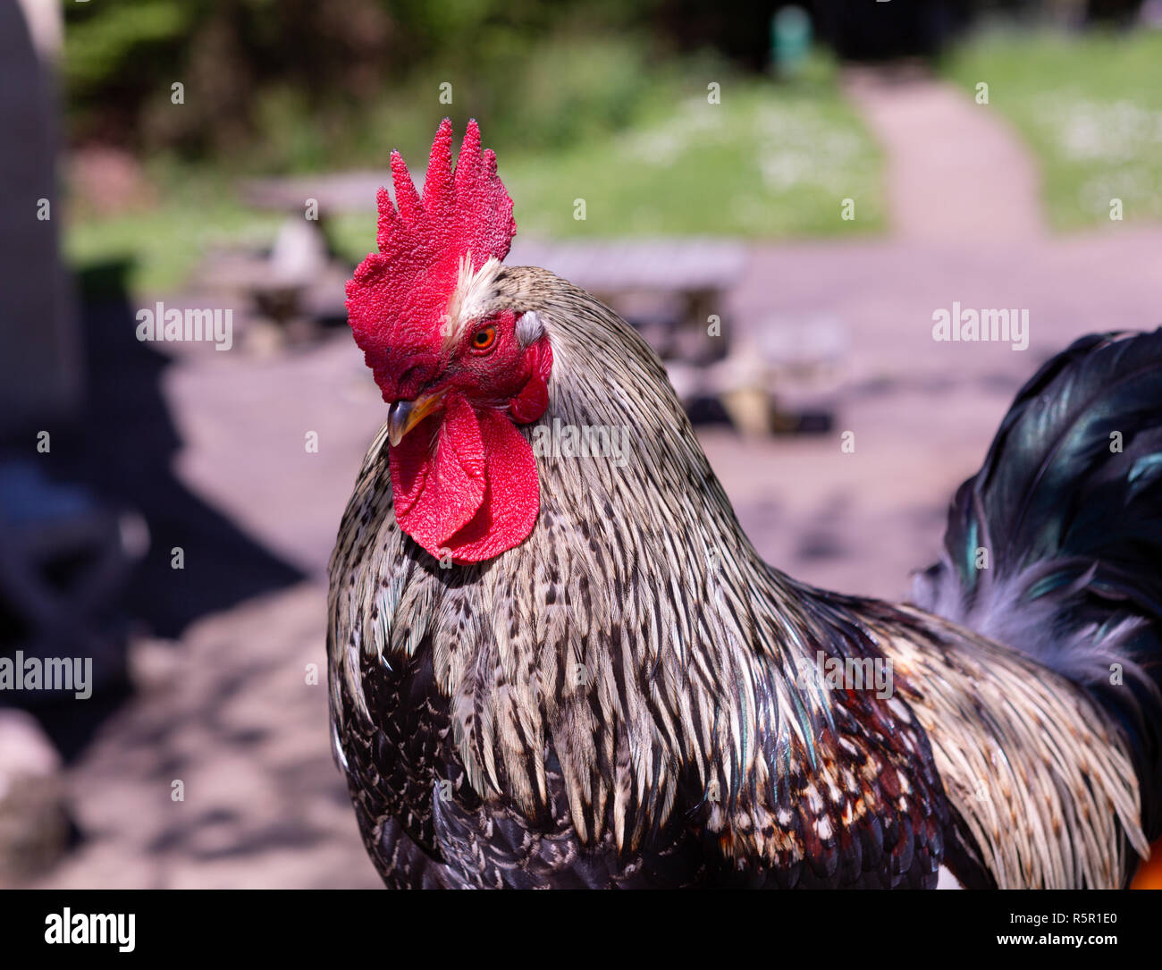 Chicken At Calbourne Water Mill, Calbourne, Isle of Wight, UK Stock ...