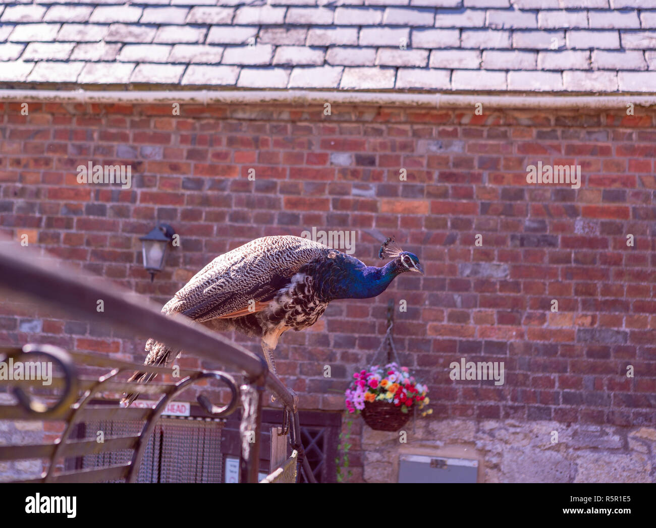 Peacock At Calbourne Water Mill, Calbourne, Isle of Wight, UK Stock ...