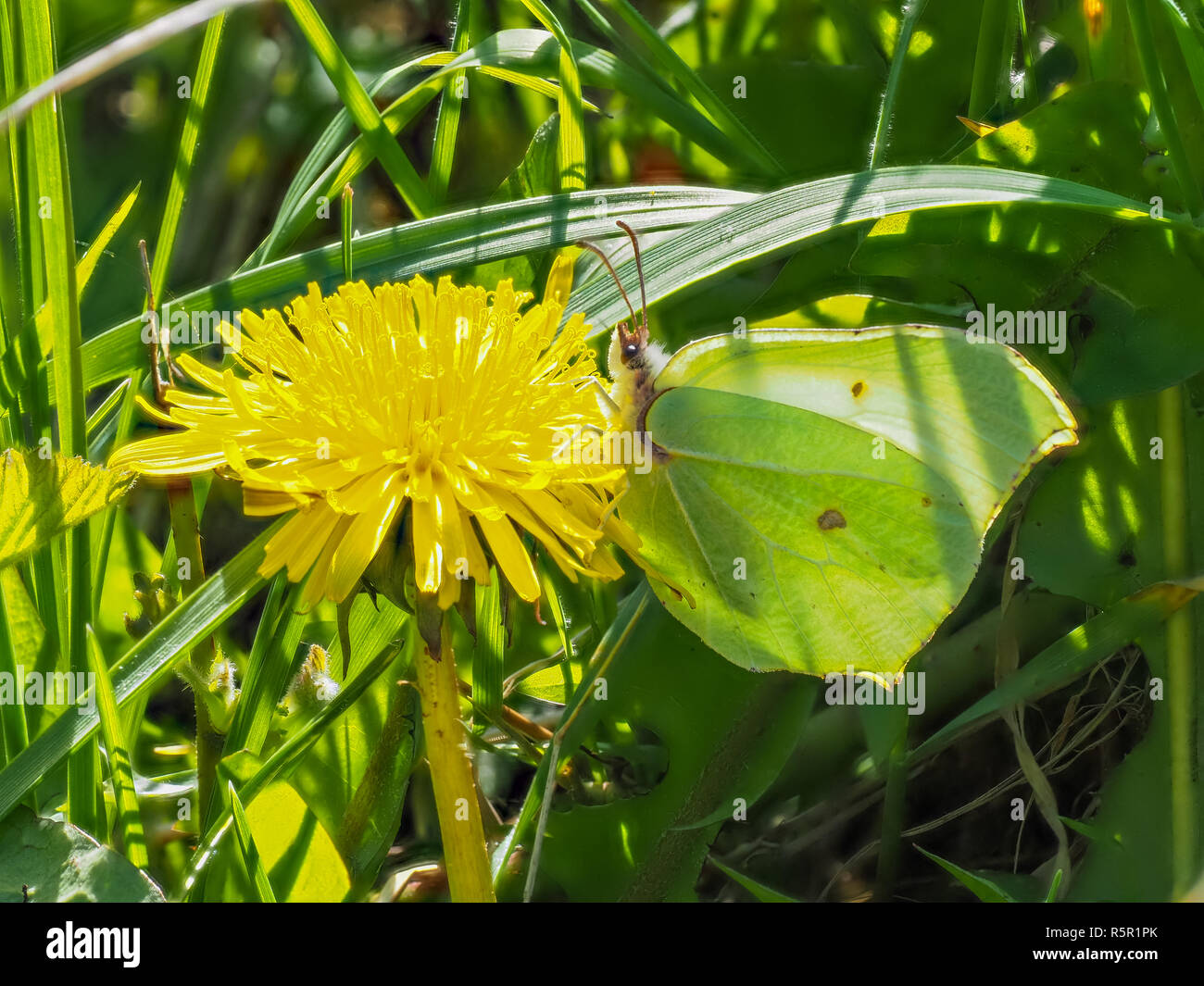 Dandelion uk butterfly hi-res stock photography and images - Alamy