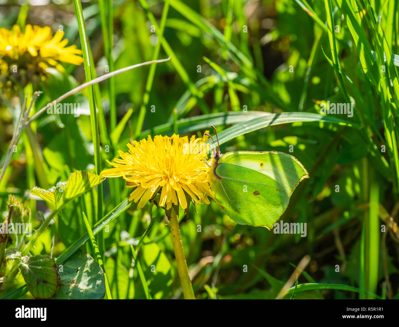 Dandelion with butterfly british hi-res stock photography and images ...