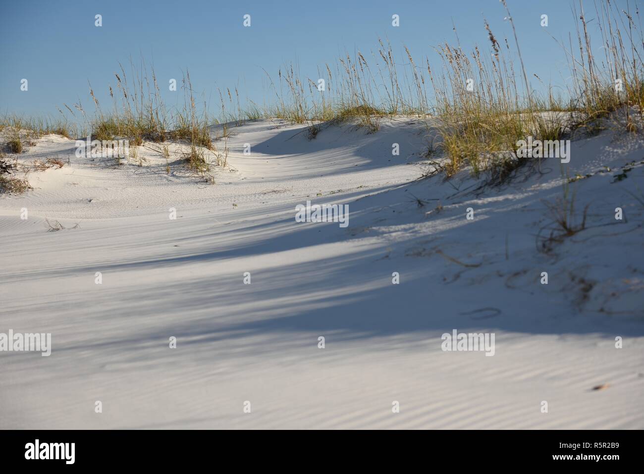 Florida Beach Sand Dunes Grass High Resolution Stock Photography and ...