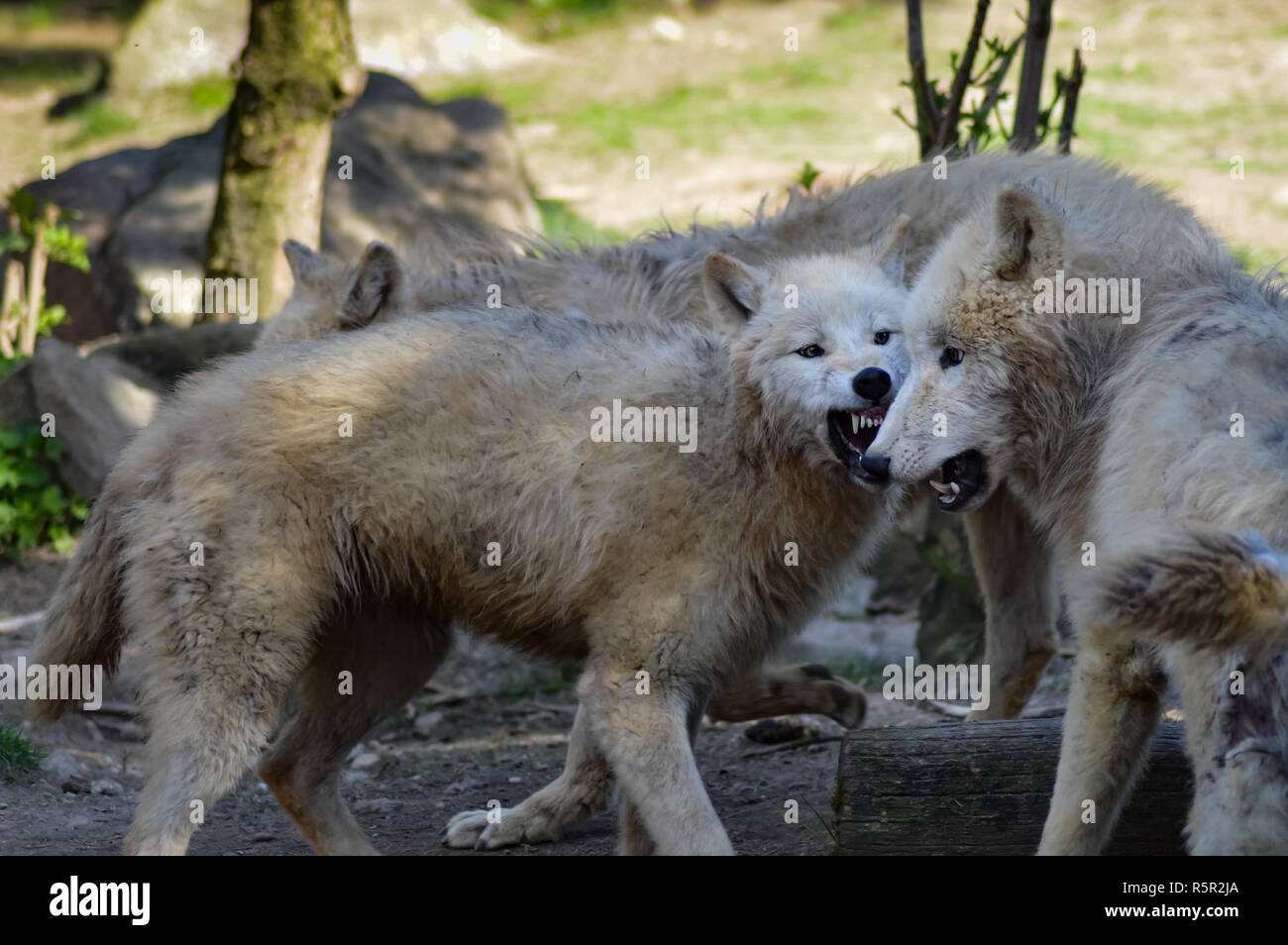 wolf isoler in an animal park Stock Photo - Alamy