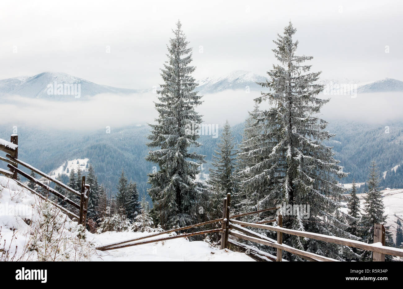frozen very beautiful trees. Winter tale. Landscape to admire. superb ...