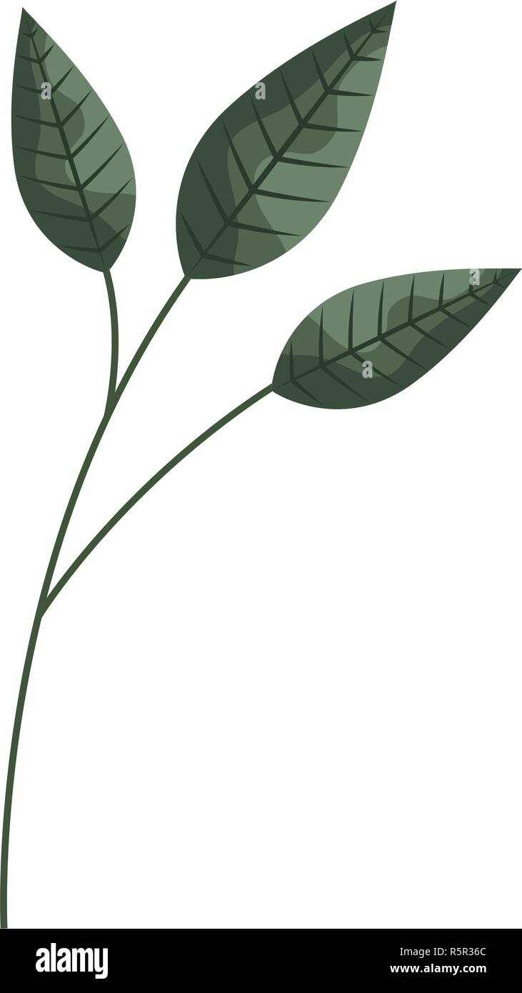 branch leaves nature on white background vector illustration Stock ...