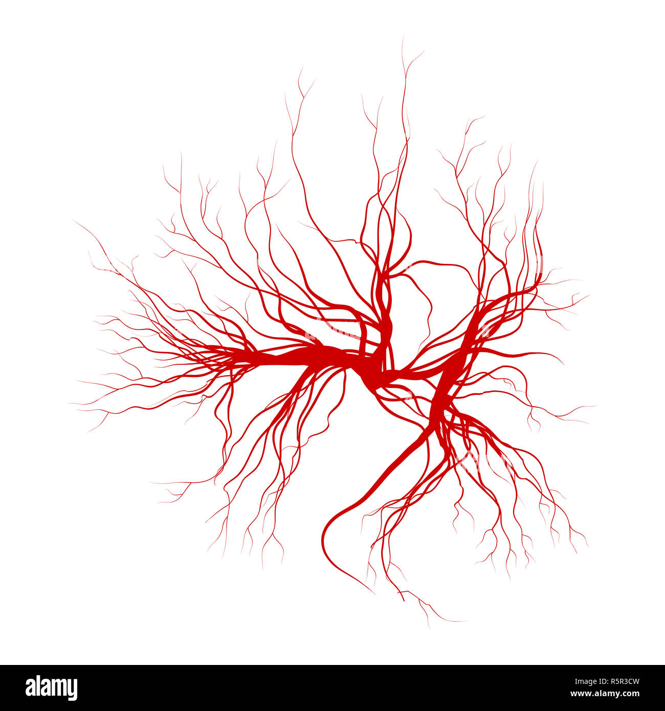 Human veins hi-res stock photography and images - Alamy