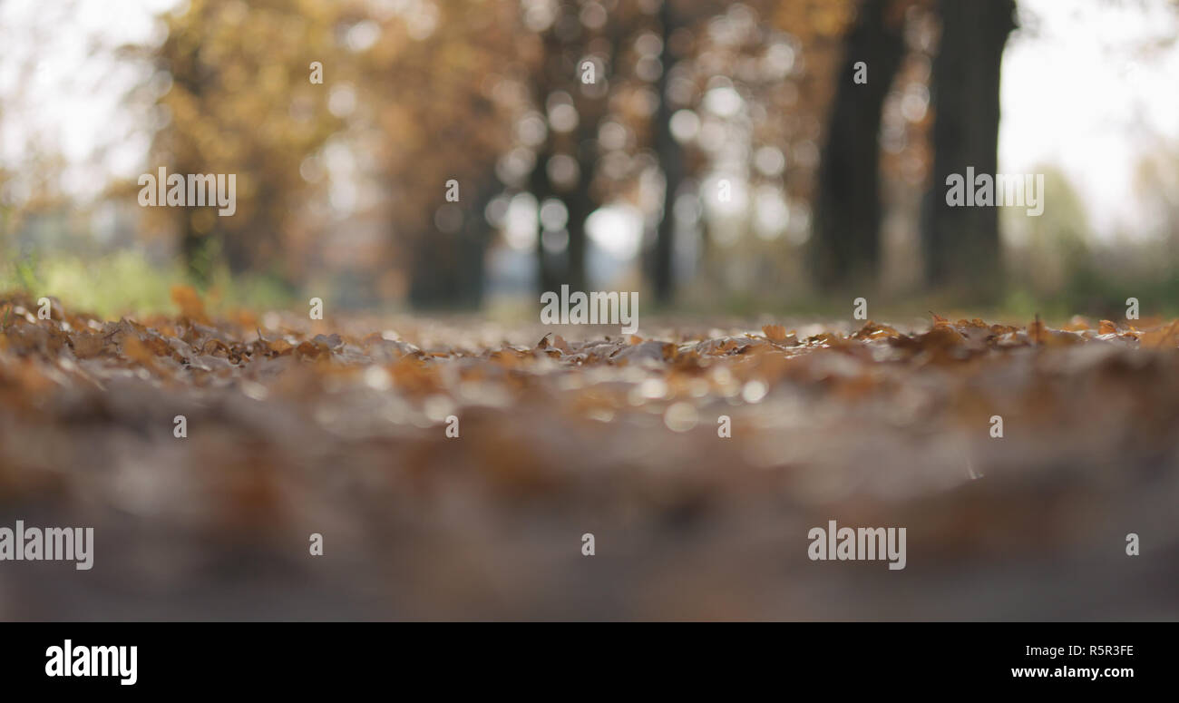 Closeup autumn oak alley in park low angle Stock Photo - Alamy