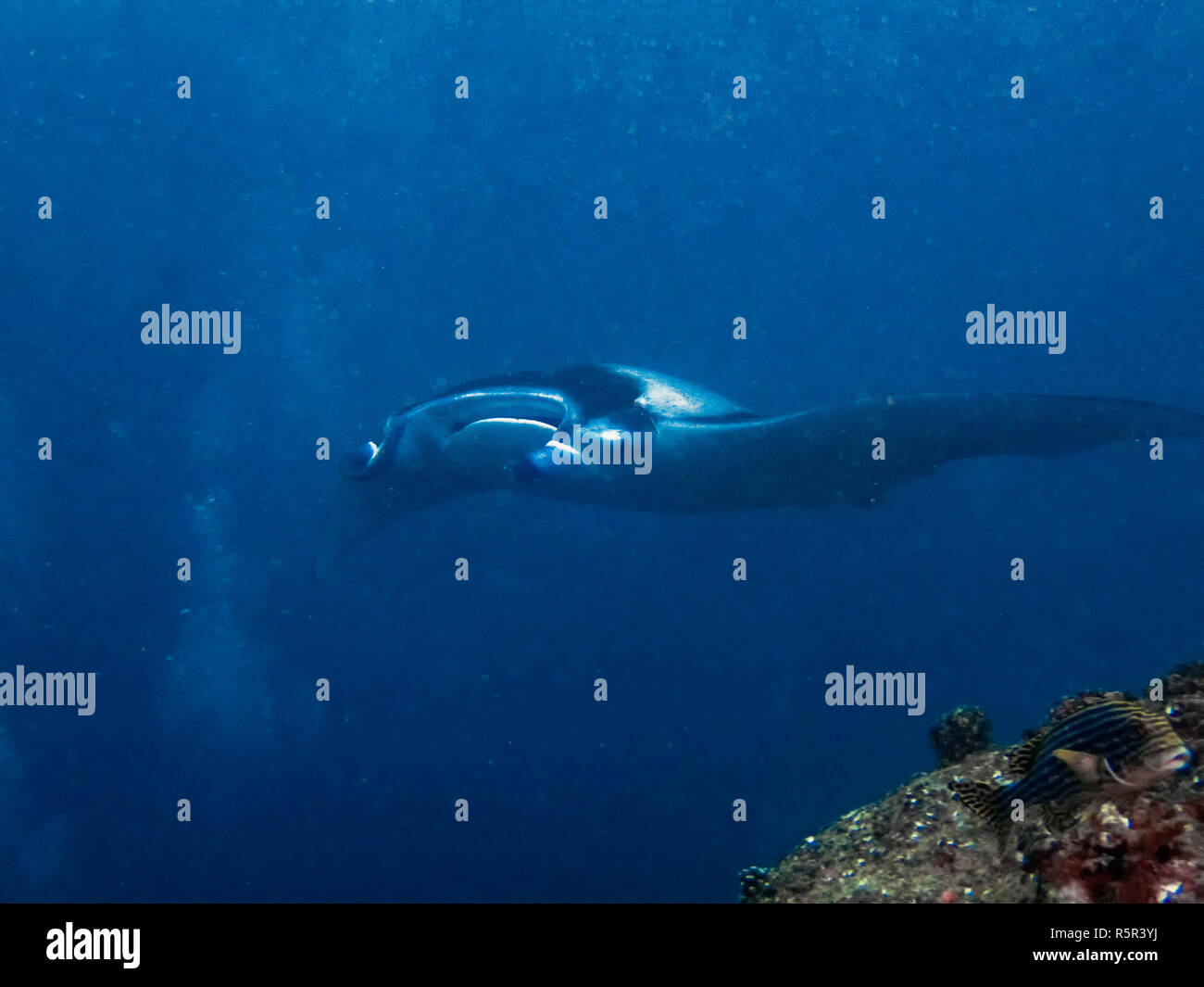 A giant oceanic Manta Ray (Manta birostris) in the Indian Ocean Stock ...