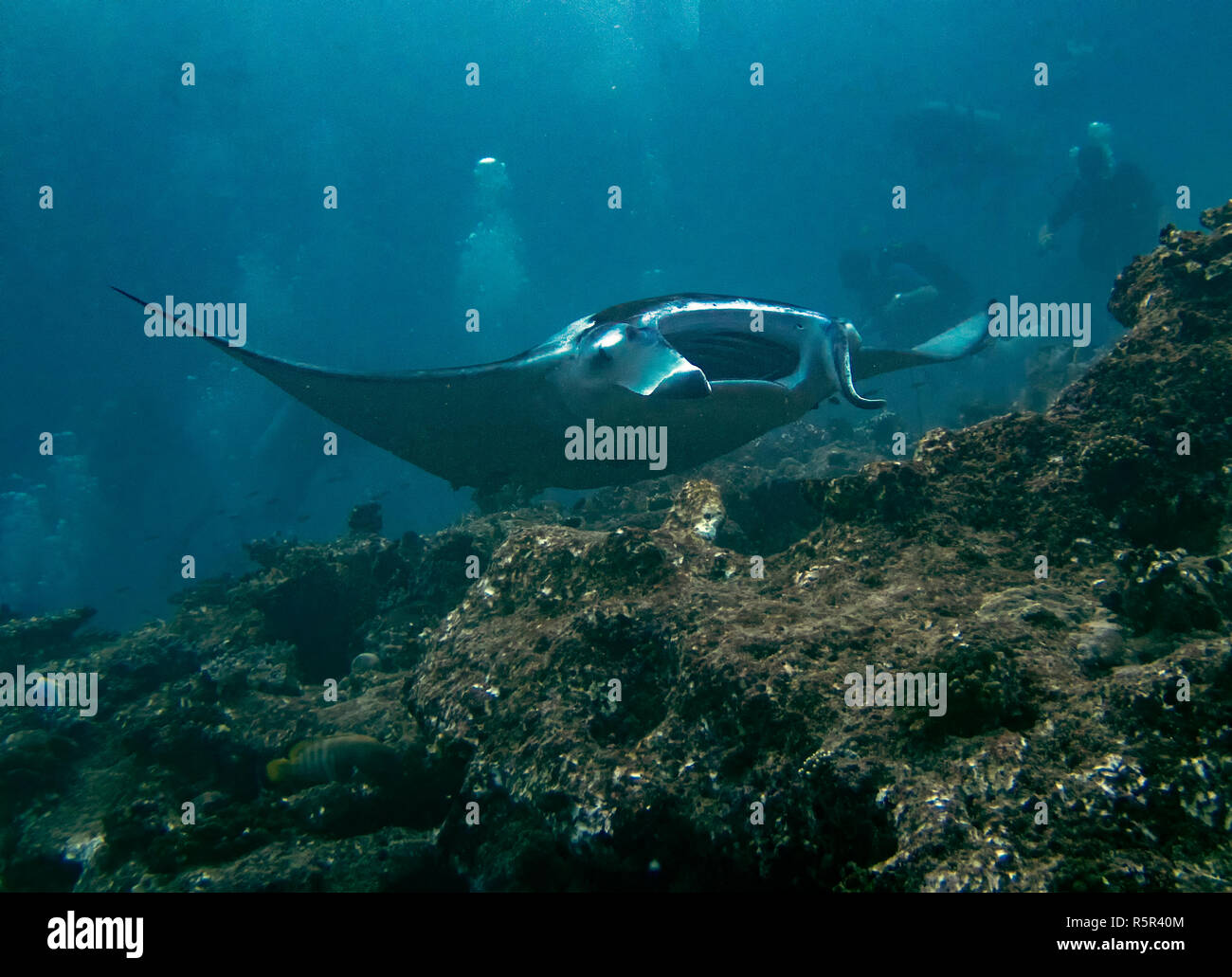 A giant oceanic Manta Ray (Manta birostris) in the Indian Ocean Stock ...