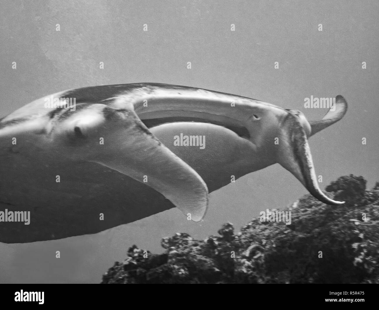 A giant oceanic Manta Ray (Manta birostris) in the Indian Ocean Stock ...