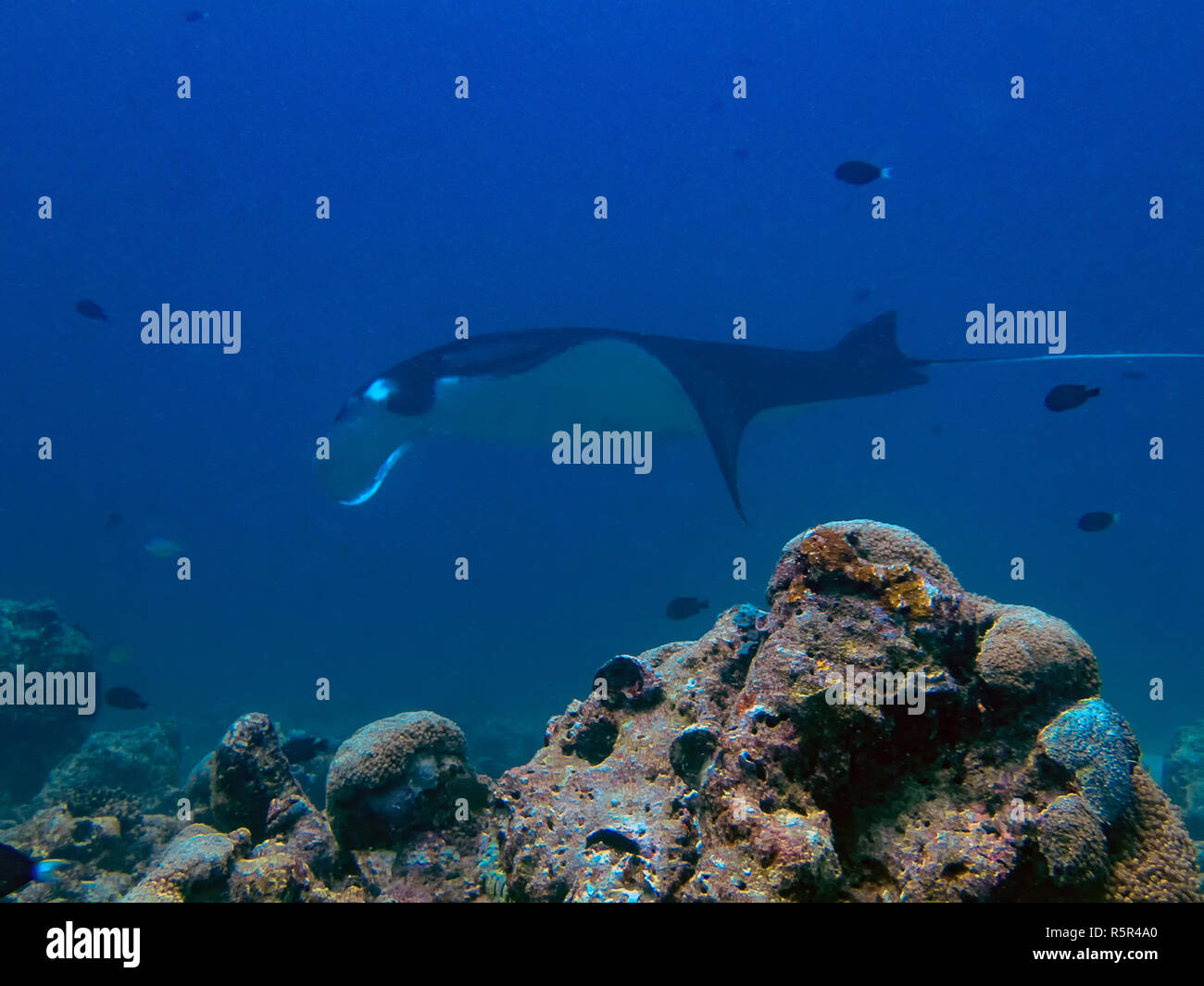Swimming with manta rays maldives hi-res stock photography and images ...