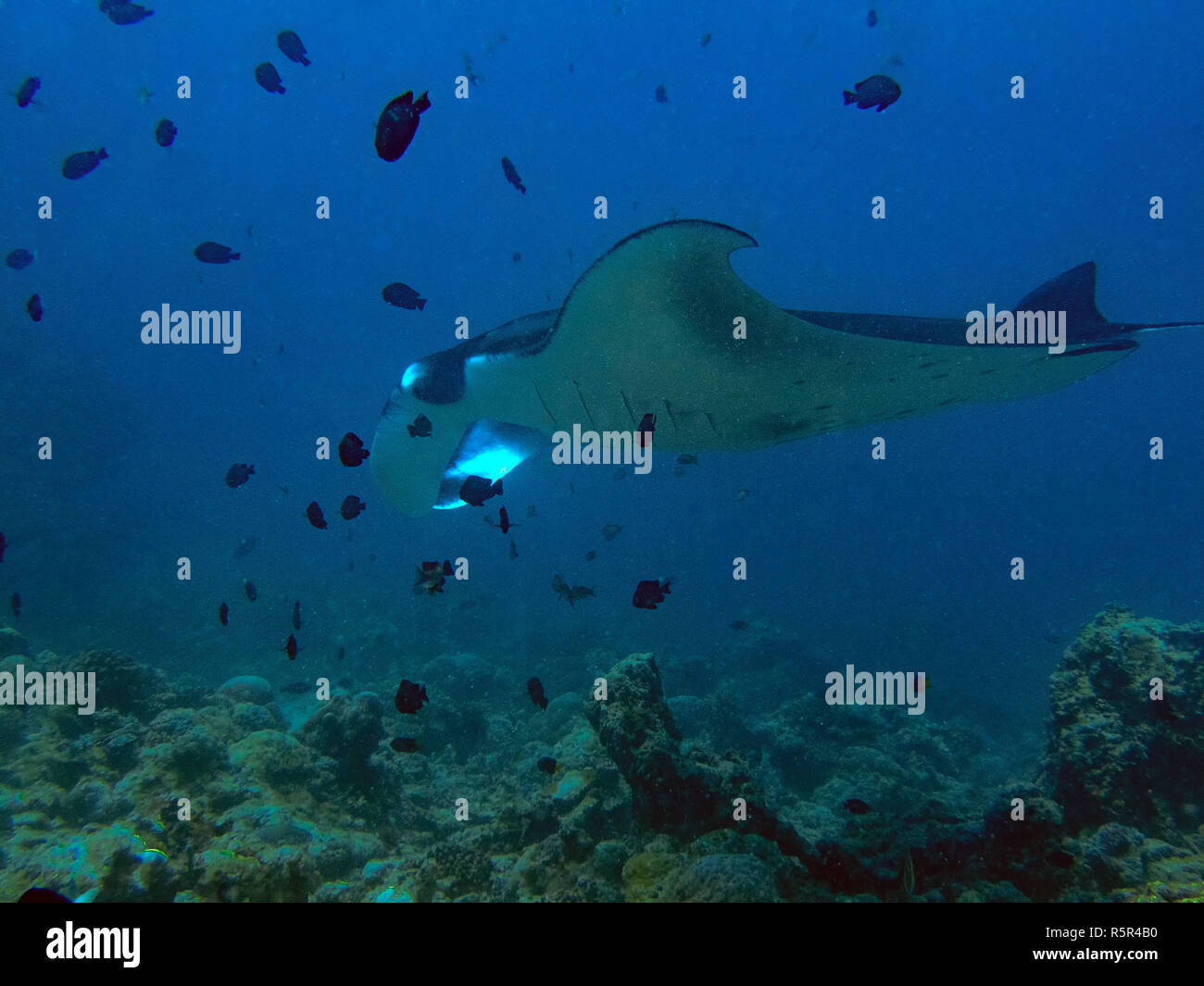 A giant oceanic Manta Ray (Manta birostris) in the Indian Ocean Stock ...