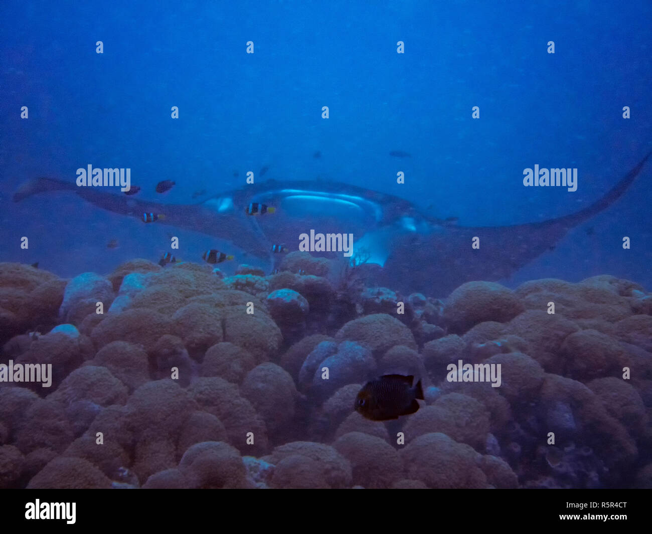 A giant oceanic Manta Ray (Manta birostris) in the Indian Ocean Stock ...