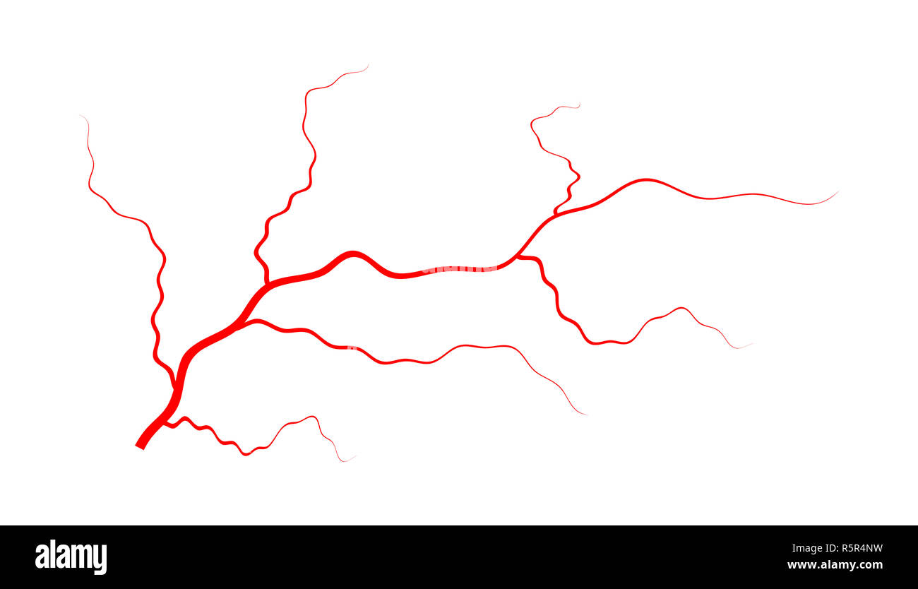 human veins, red blood vessels design. Vector illustration isolated on ...