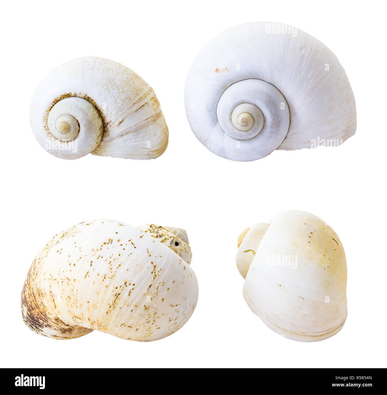 Seashell shell shells shellfish conch Cut Out Stock Images & Pictures ...