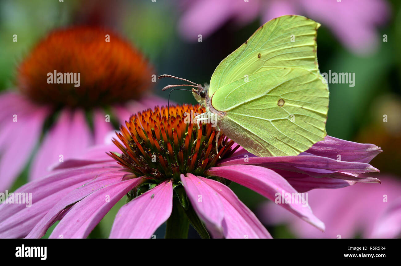 Tierchen hi-res stock photography and images - Alamy