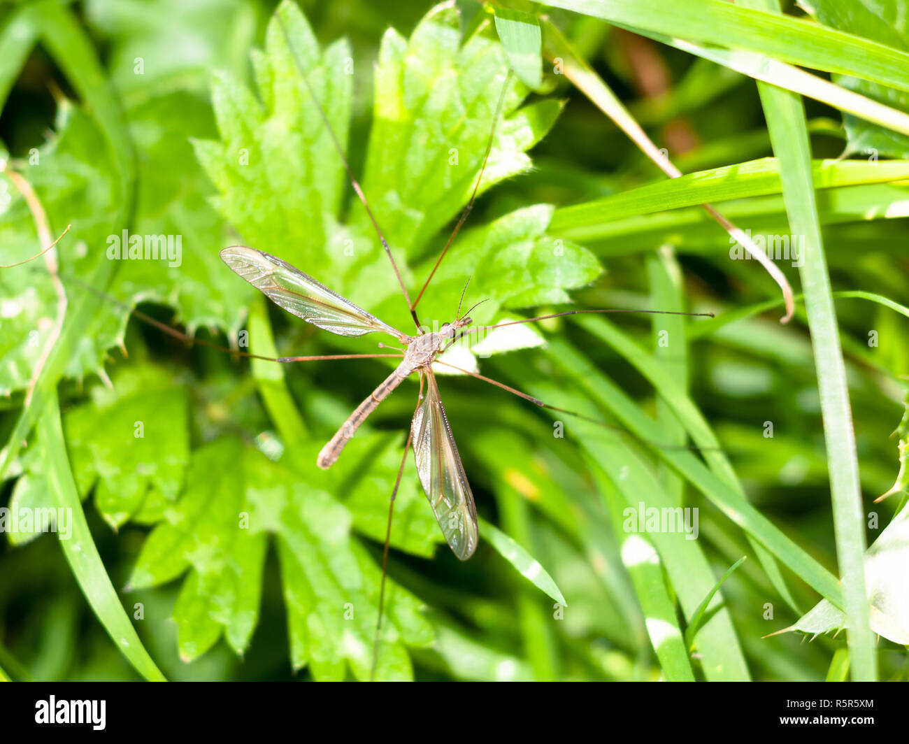 daddy long legs crane fly Tipulidae close up Stock Photo - Alamy