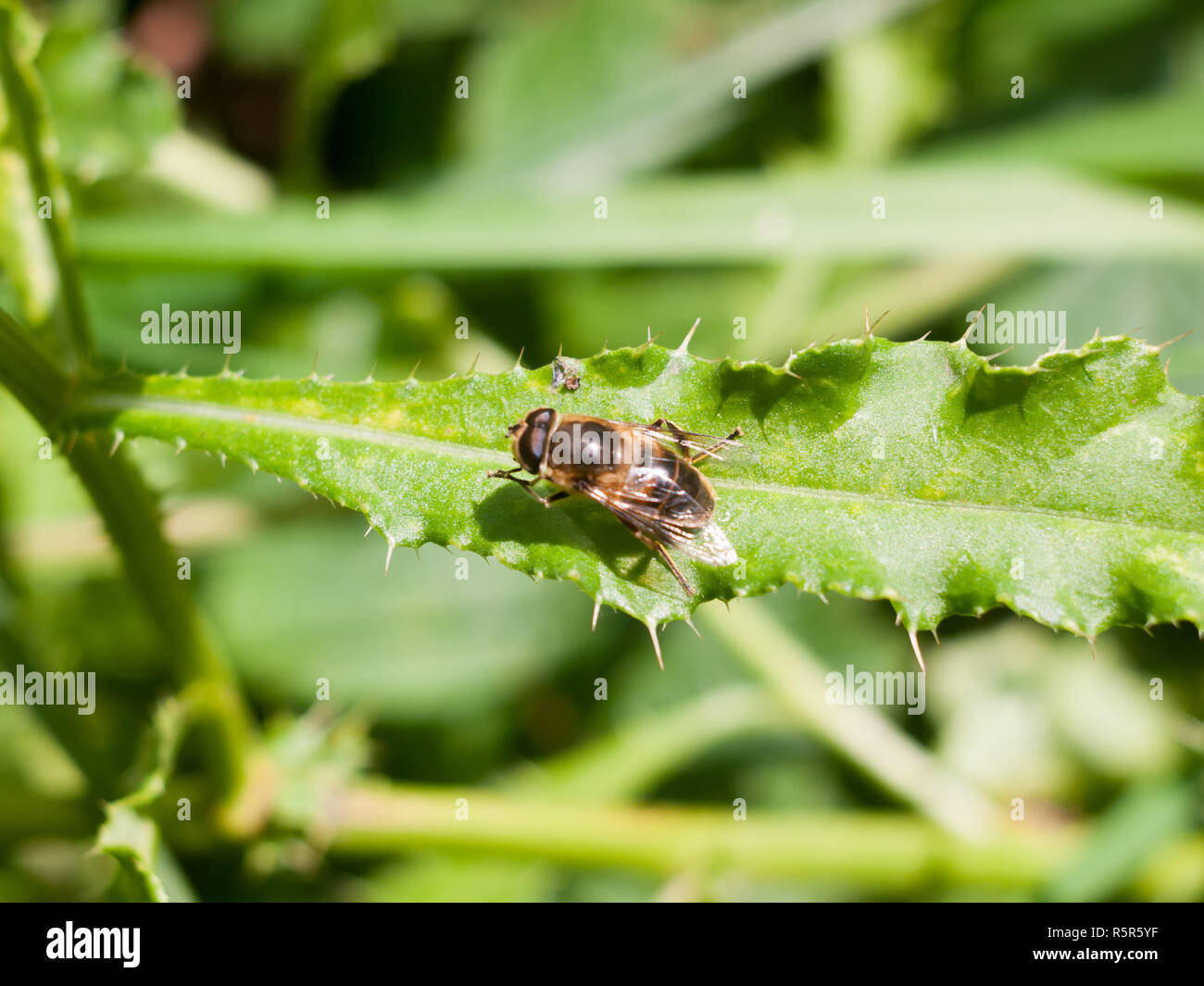 Reticulate wings hi-res stock photography and images - Alamy