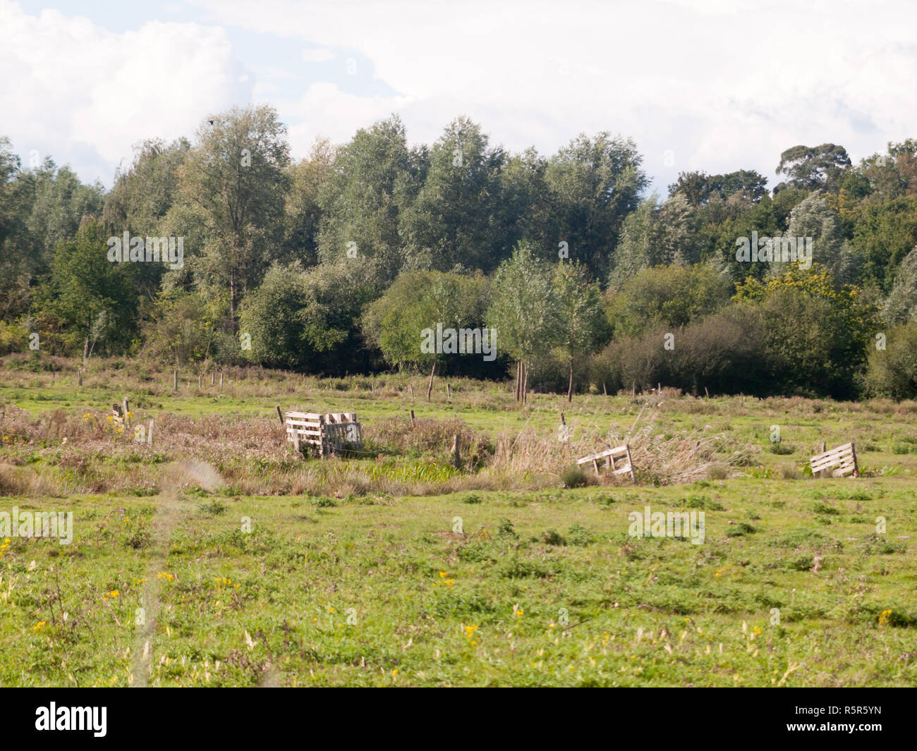 country farm land scene empty grass trees and sky summer light Stock ...